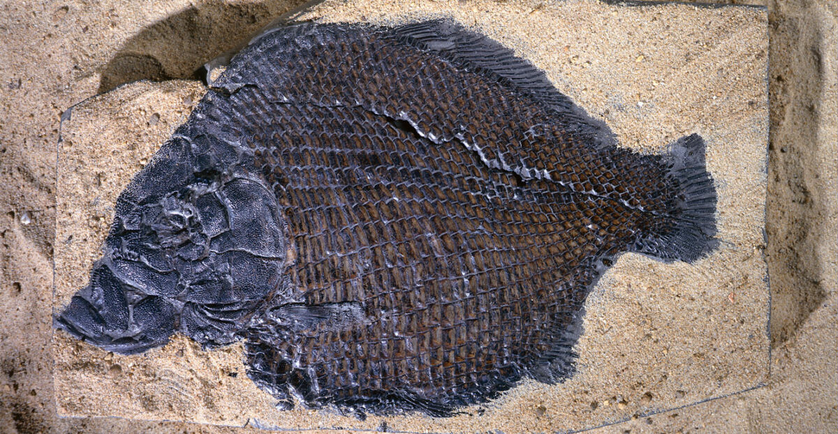 Fosil Ikan Aneh Berusia 244 Juta Tahun Ditemui Di Luar Eropah - The ...