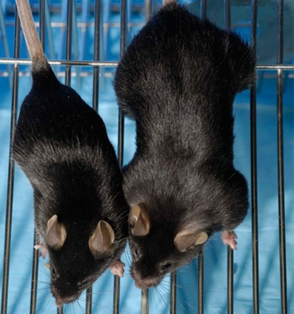 Kenapa Tikus Selalu Jadi Bahan Uji Kaji Makmal? - The Patriots