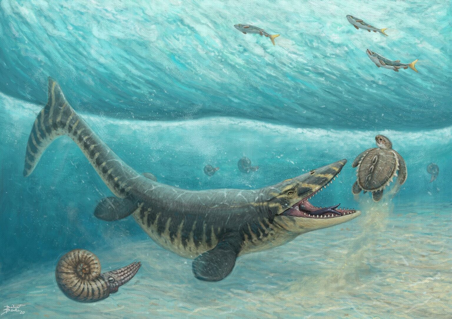 Mosasaurus: Sang Raja Lautan Zaman Dinosaur - The Patriots