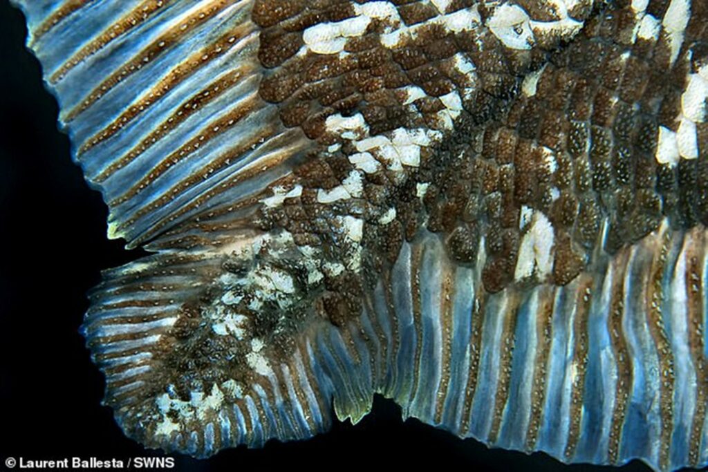 Ikan Coelacanth Yang Hidup Sejak 100 Juta Tahun Lalu Memiliki Hayat ...