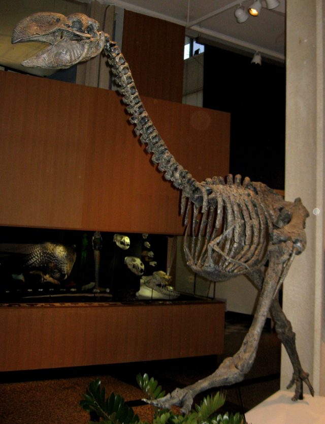 5 Burung Terbesar Di Dunia - The Patriots