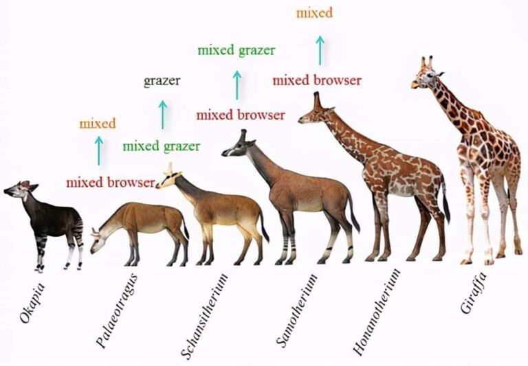 Evolusi Leher Zirafah Yang Menjadi Penyebab Dua Orang Saintis Bergaduh ...